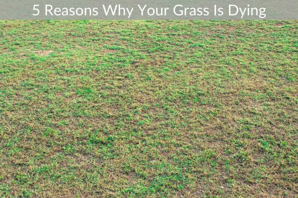 5 Reasons Why Your Grass Is Dying Just Yardz